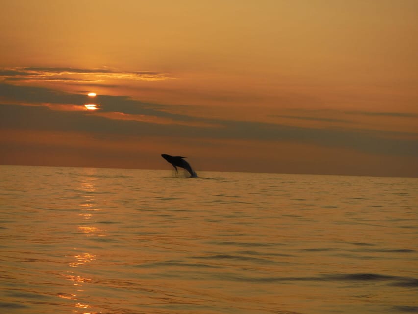 Kailua-Kona: Pacific Humpback Whale Watch Excursion - The Value of the Tour