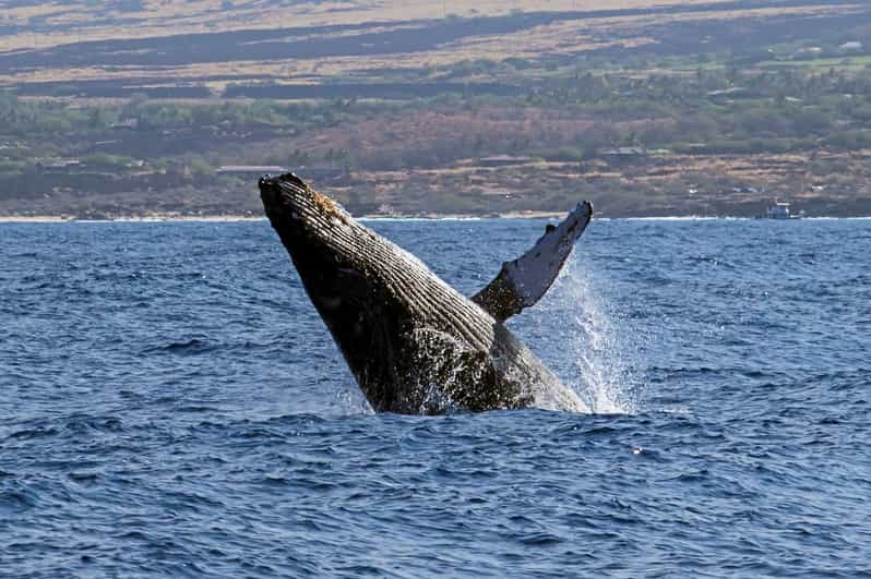Kailua-Kona: Pacific Humpback Whale Watch Excursion - The Sum Up