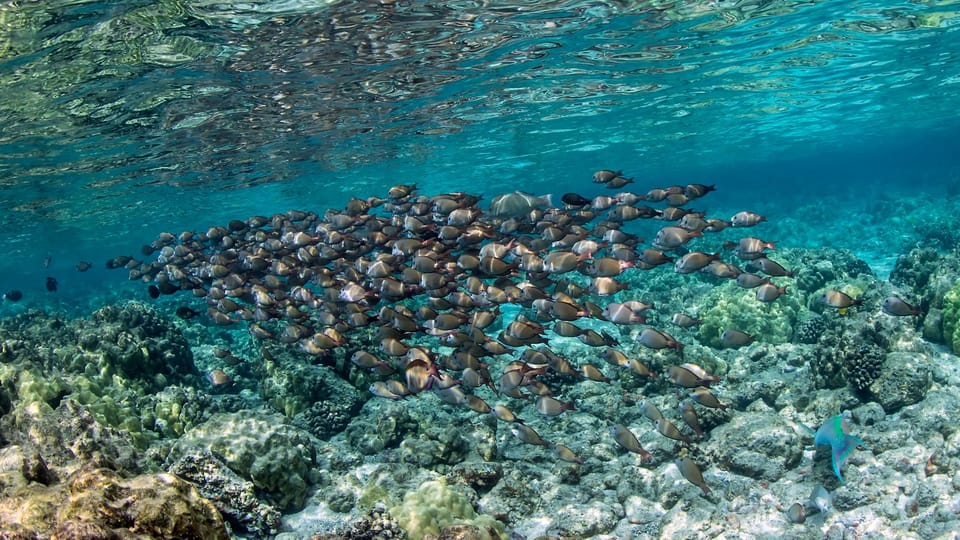 Kailua-Kona: Private Marine Charter Adventure - Key Points