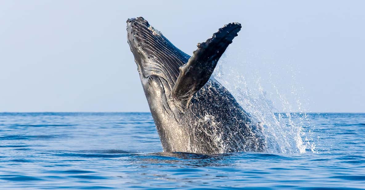 Kailua-Kona: Whale Watching Cruise on the Big Island - An In-Depth Look at the Whale Watching Experience
