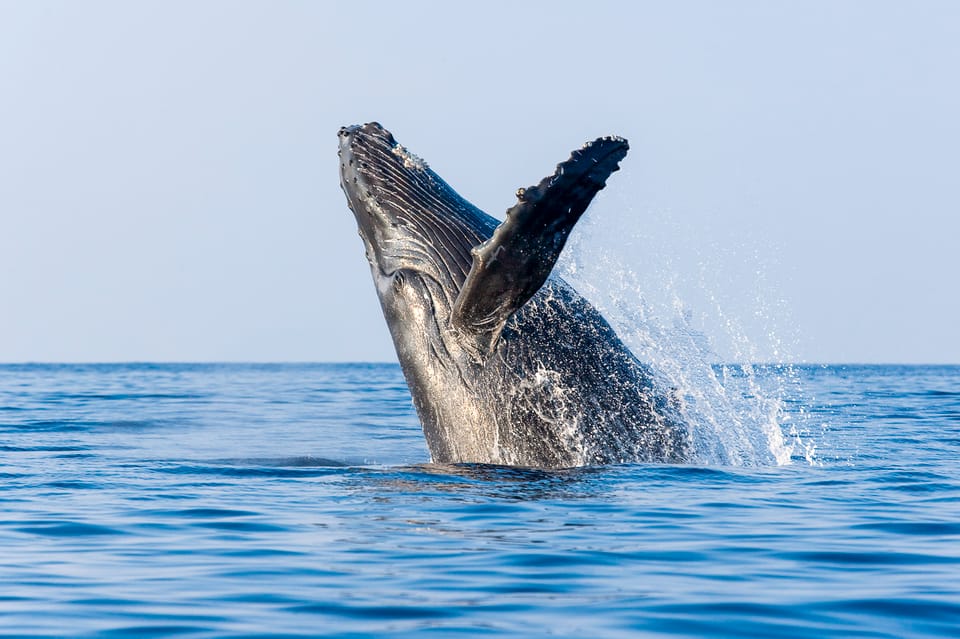 Kailua-Kona: Whale Watching Cruise on the Big Island - Who Should Consider This Tour?