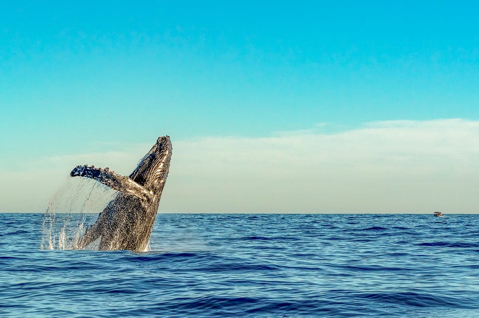 Kailua-Kona: Whale Watching Cruise on the Big Island - Final Thoughts: Is It Worth It?