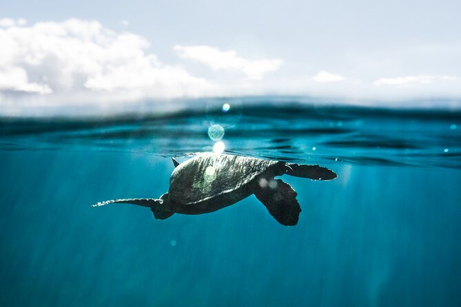 Kaimana Kealakekua Bay Captain Cook Adventure - An In-Depth Look at the Kealakekua Bay Adventure