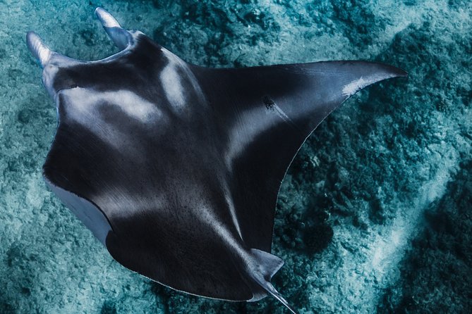 Kaimana Ocean Safari - What to Expect from Your Ocean Safari