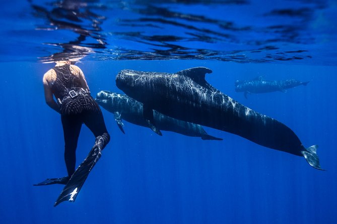 Kaimana Ocean Safari - The Value of This Tour