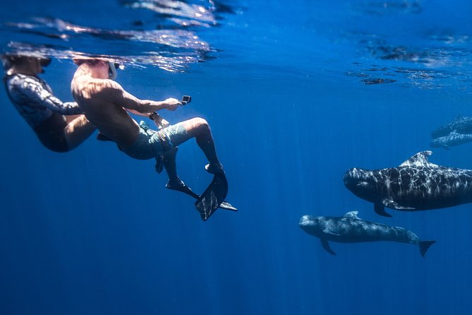 Kaimana Ocean Safari - Highlights from Guests Experiences