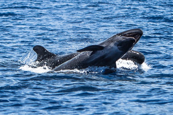 Kaimana Ocean Safari - Who Will Love This Tour?