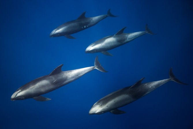 Kaimana Ocean Safari - Practical Tips for Your Trip