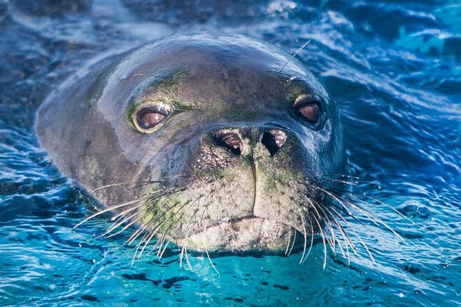 Kaimana Ocean Safari - FAQs