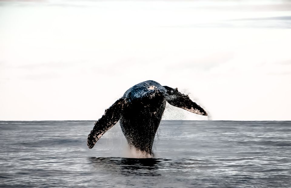 Kalaoa: Big Island & Kona Midday Whale Watching Tour - What to Expect on the Kona Whale Watching Tour