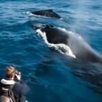 Kalaoa: Big Island & Kona Midday Whale Watching Tour - The Value of This Tour