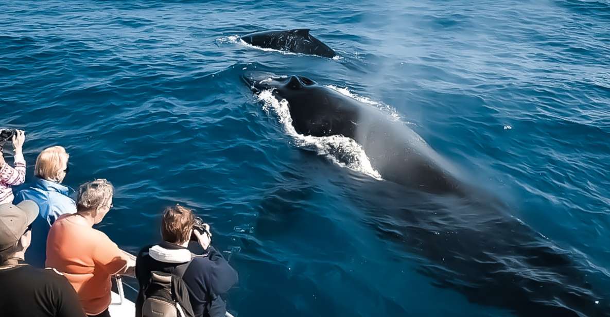 Kalaoa: Big Island & Kona Midday Whale Watching Tour - The Value of This Tour