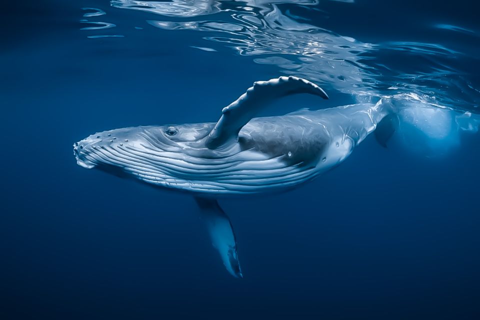 Kalaoa: Big Island & Kona Midday Whale Watching Tour - Who Should Consider This Tour?