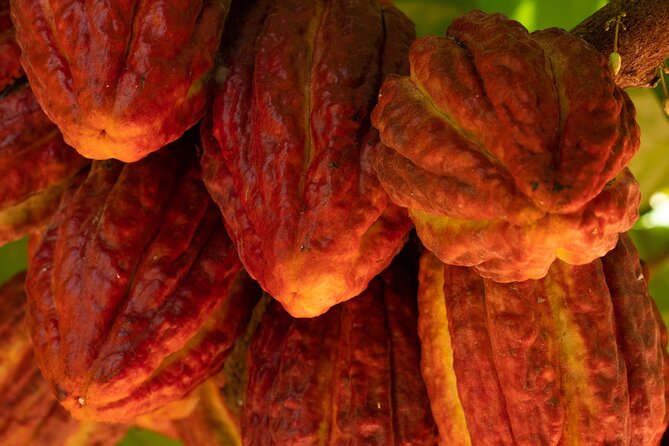 Kamananui Cacao Orchard Tour - A Detailed Look at the Kamananui Cacao Orchard Tour