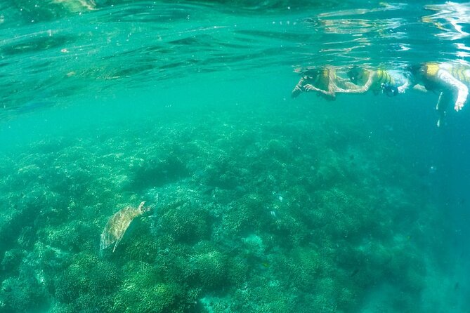Kaneohe Sandbar Snorkeling Tour - 1st Tour - Who Would Love This Tour?