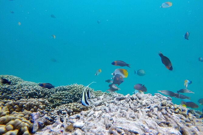 Kaneohe Sandbar Snorkeling Tour - 1st Tour - Final Thoughts