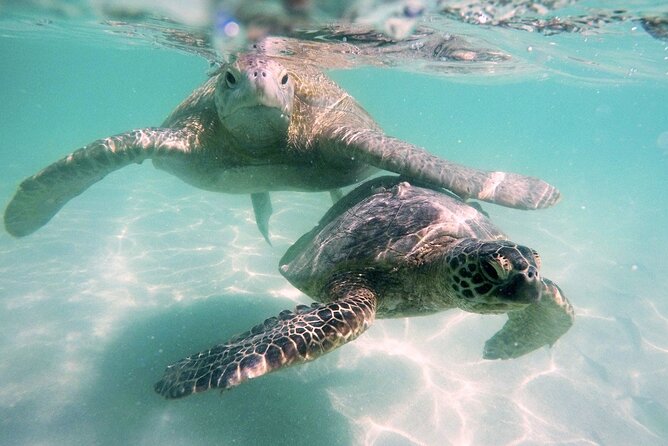 Kaneohe Sandbar Snorkeling Tour - 1st Tour - FAQs