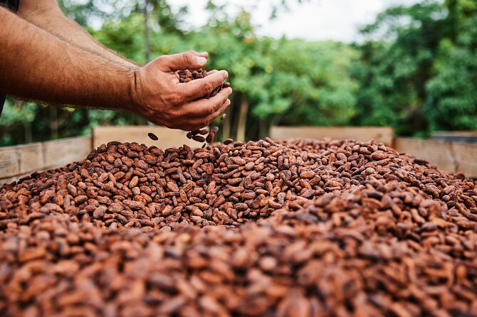 Kauai Chocolate Farm Tasting Tour - Potential Drawbacks to Consider
