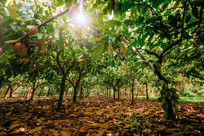 Kauai Chocolate Farm Tasting Tour - Why You Should Book This Tour