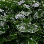 Kauai Cruise Ship Excursion: Wailua River & Fern Grotto - What Makes This Tour Valuable