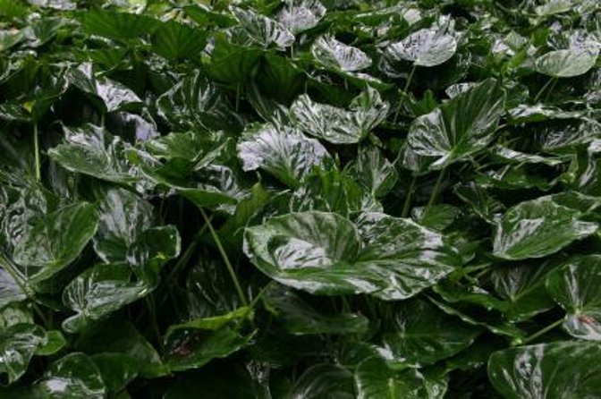 Kauai Cruise Ship Excursion: Wailua River & Fern Grotto - What Makes This Tour Valuable