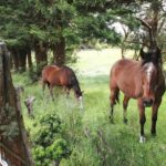 Kauai Cruise Ship Shore Excursion Journey to Waimea Canyon - The Practical Side: What You Need to Know
