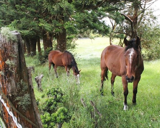 Kauai Cruise Ship Shore Excursion Journey to Waimea Canyon - The Practical Side: What You Need to Know