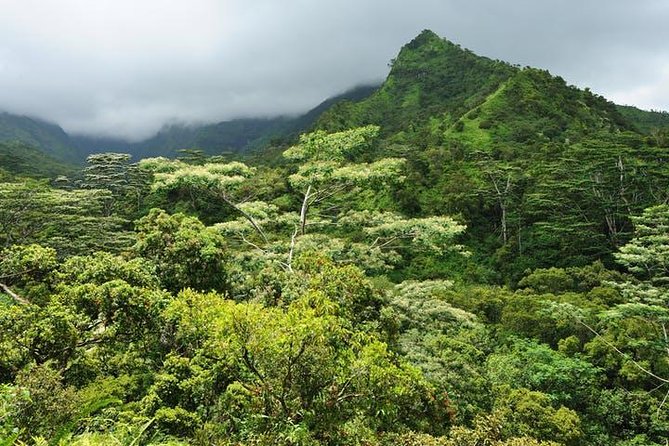 Kauai Cruise Ship Shore Excursion Journey to Waimea Canyon - Authentic & Practical: The Final Word