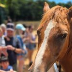 Kauai Hop On Hop Off Tour - Practical Tips for Making the Most of It