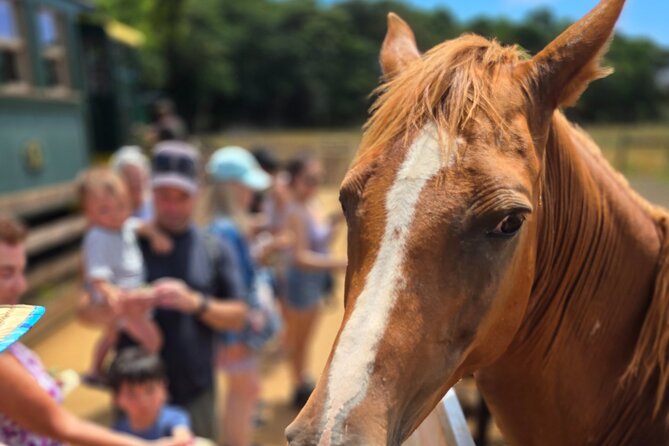 Kauai Hop On Hop Off Tour - Practical Tips for Making the Most of It