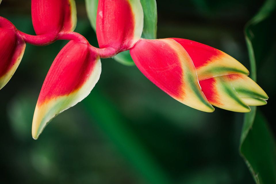 Kauai: McBryde Garden Self Guided Visit - FAQs