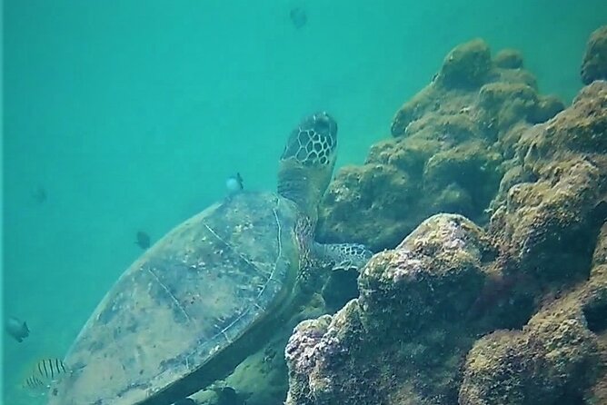 Kauai Snorkeling Adventure - The Snorkeling Experience: What You Can Expect