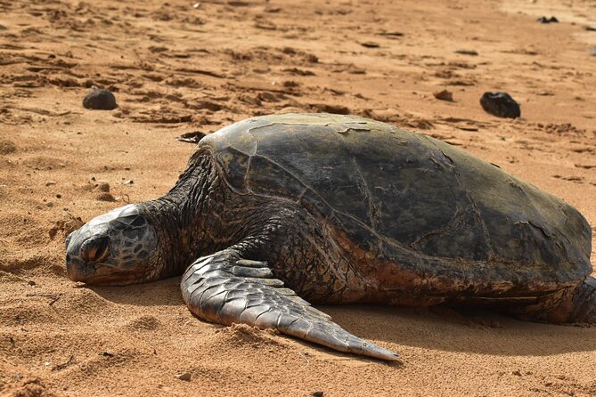 Kauai Snorkeling Adventure - Potential Drawbacks and Considerations