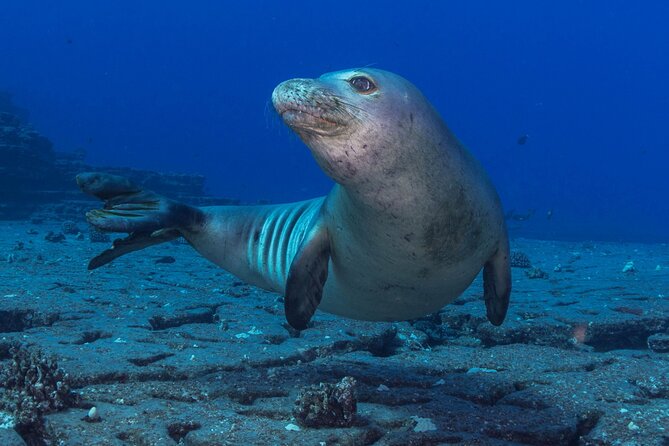 Kauai's Exclusive Morning Scuba Charter for Experienced Divers - What Makes This Tour Special?