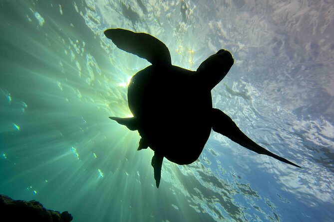 Kauai's Exclusive Morning Scuba Charter for Experienced Divers - The Experience from a Diver’s Perspective