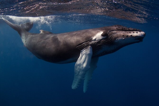 Kauai's Exclusive Morning Scuba Charter for Experienced Divers - Value and Pricing: Is It Worth It?