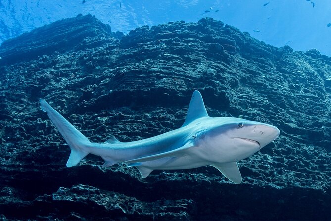 Kauai's Exclusive Morning Scuba Charter for Experienced Divers - Who Would Enjoy This Tour?