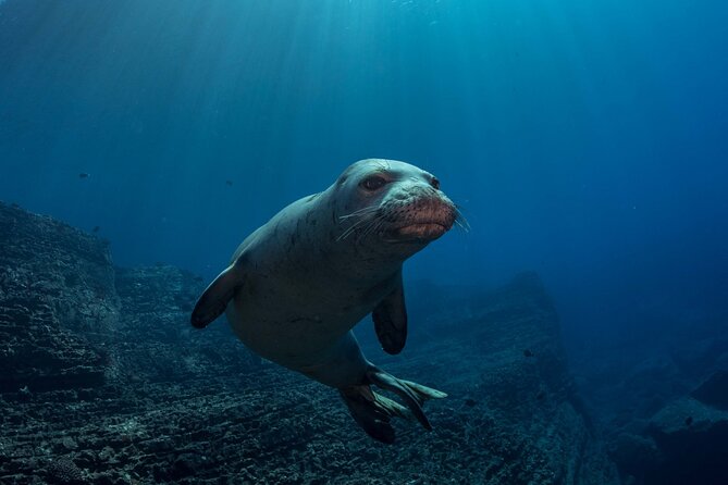 Kauai's Exclusive Morning Scuba Charter for Experienced Divers - The Sum Up: Is It Right for You?