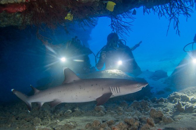 Kauai's Ultimate Boat 2 Tank Adventure Dive Certified Divers Only - What to Expect on Kauai’s Ultimate Boat 2 Tank Adventure Dive