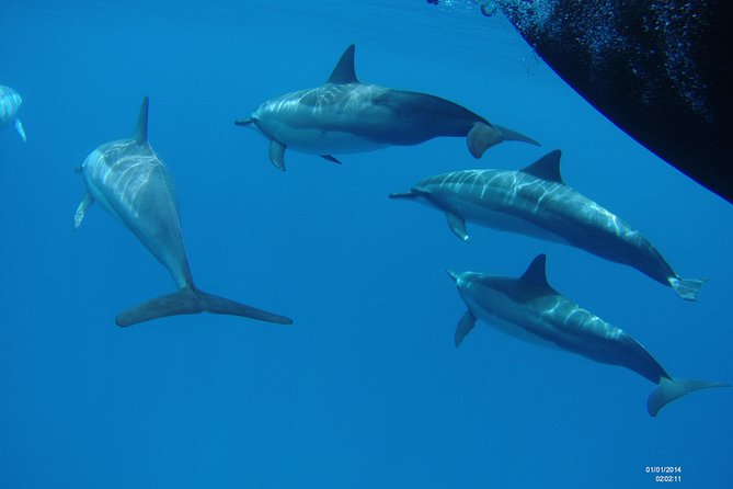 Kauai's Ultimate Boat 2 Tank Adventure Dive Certified Divers Only - Frequently Asked Questions