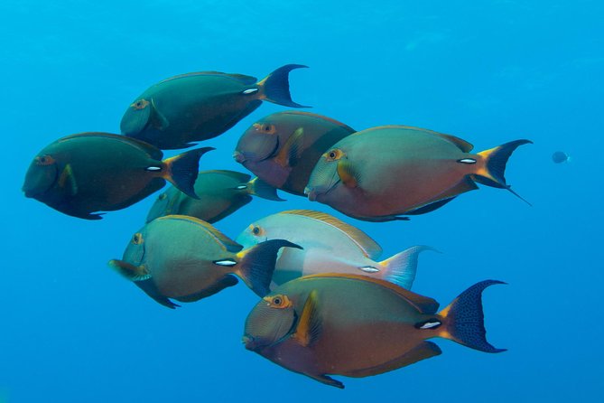 Kauai's Ultimate Discover Scuba Dive - OCEAN EXPERIENCE (1 Tank Dive) - Final Thoughts on Kauai’s Ultimate Discover Scuba Dive