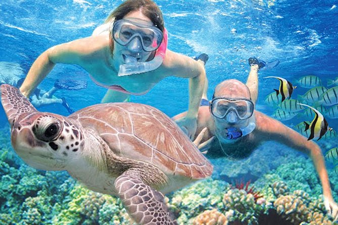 Kauais Ultimate Guided Shore Snorkel: South Poipu - Key Points