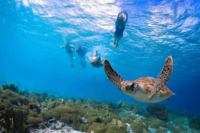 Kauais Ultimate Guided Shore Snorkel: South Poipu - An In-Depth Look at Kauai’s Shore Snorkel Experience