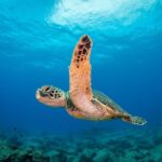 Kauai's Ultimate Scooter Adventure 2 Tank Dive (Advance Certified Divers Only) - The Spark of Adventure: Using the Diver Propulsion Vehicles