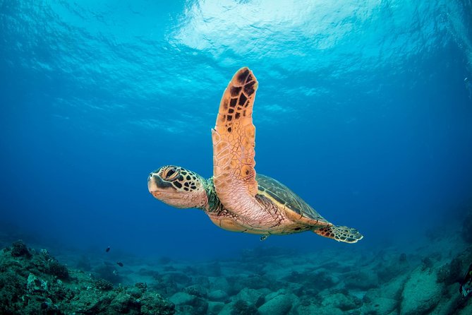 Kauai's Ultimate Scooter Adventure 2 Tank Dive (Advance Certified Divers Only) - The Spark of Adventure: Using the Diver Propulsion Vehicles