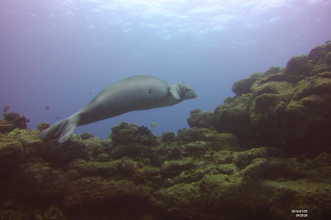 Kauai's Ultimate Scooter Adventure 2 Tank Dive (Advance Certified Divers Only) - Marine Life and Stunning Sites
