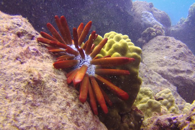 Kauai's Ultimate Scooter Adventure 2 Tank Dive (Advance Certified Divers Only) - Final Thoughts: The Value of Kauai’s Scooter Dive
