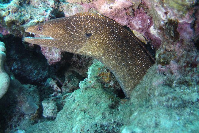 Kauai's Ultimate Scooter Adventure 2 Tank Dive (Advance Certified Divers Only) - FAQ