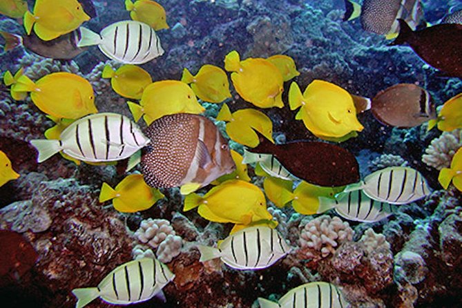 Kauai's Ultimate South Island Zodiac Boat Snorkel Adventure - FAQ
