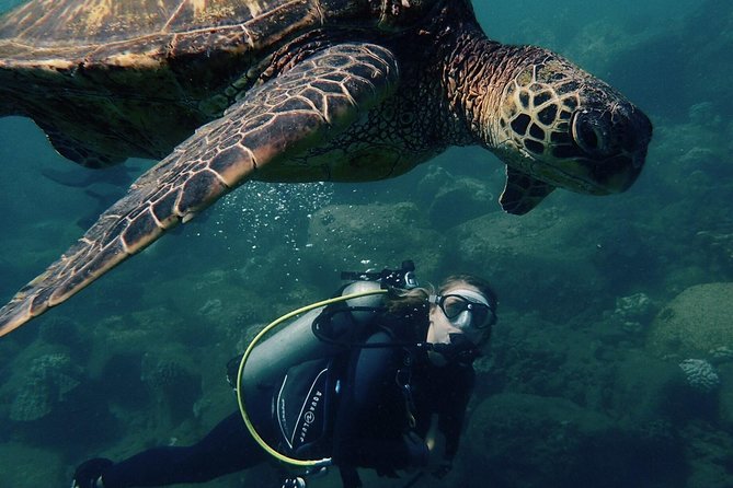 Kauai's Ultimate South Shore 2 Tank Dive (Certified Divers Only) - Key Points  